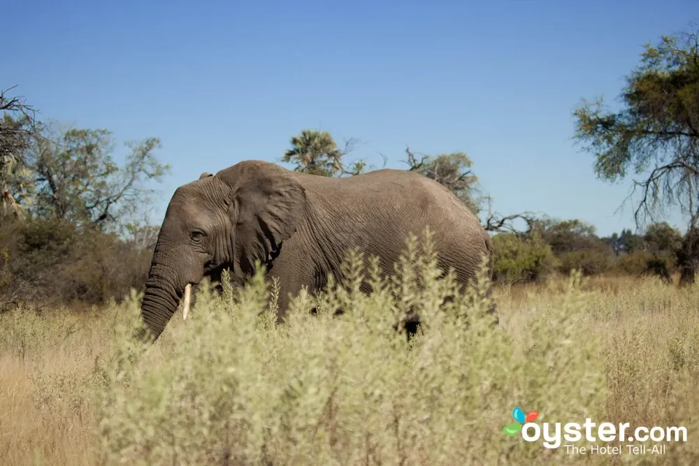 andBeyond Nxabega Okavango Tented Camp Review: What To REALLY Expect If ...