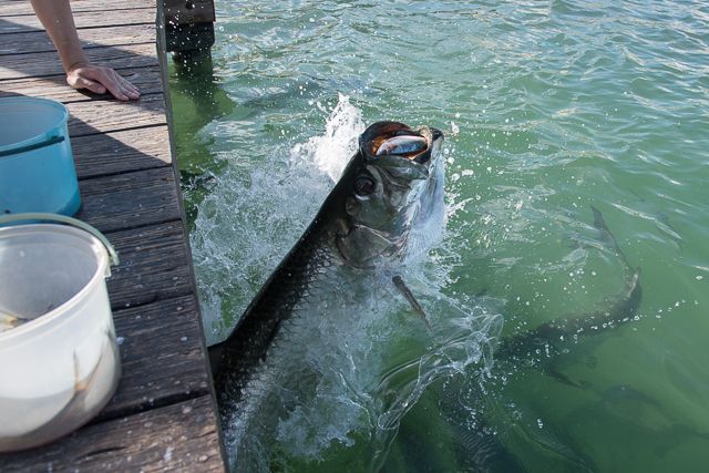 10 Things You Must Do When Visiting the Florida Keys | Oyster.com