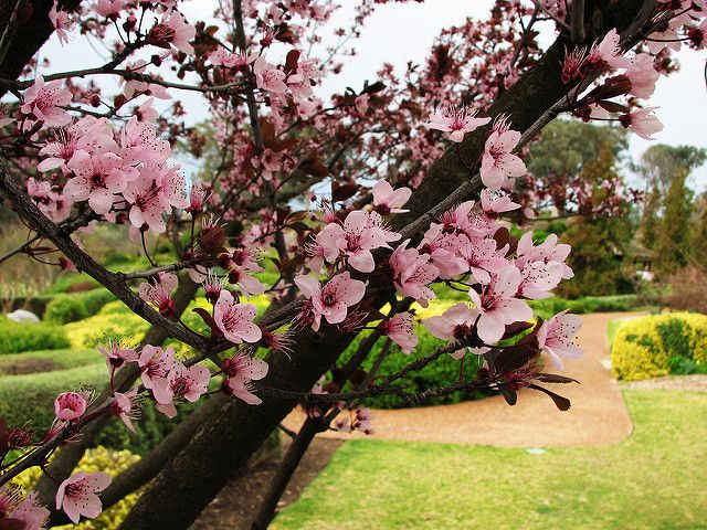 11 Amazing Places to See Cherry Blossoms Around the World