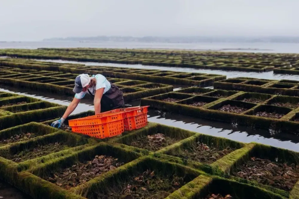 The Tastiest Oyster Farm Tours You Can Take in the US