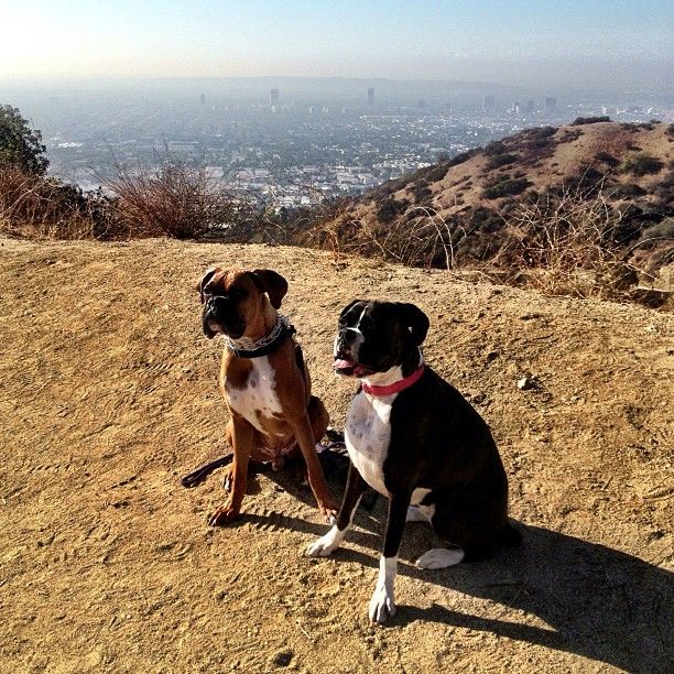 5 Dog-Friendly Hikes in Los Angeles | Oyster.com