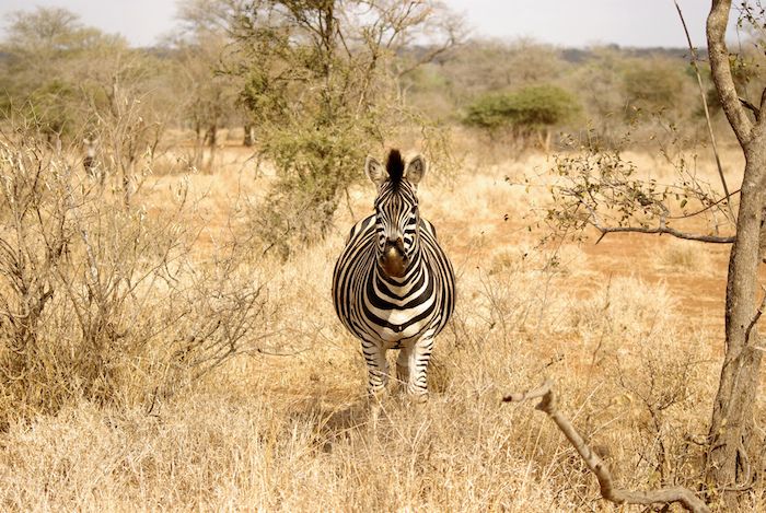 Best Honeymoon Safaris | Oyster.com
