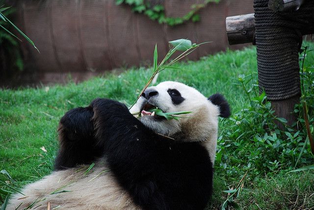 Adorable Animal Experiences to Add to Your Bucket List | Oyster.com