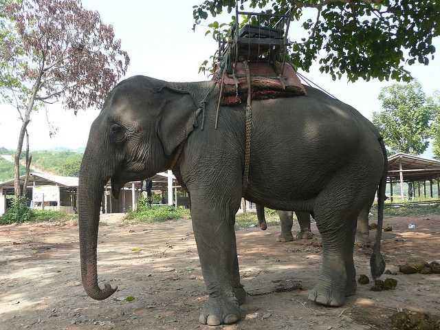 8 of the Most Controversial Animal Attractions Around the World ...