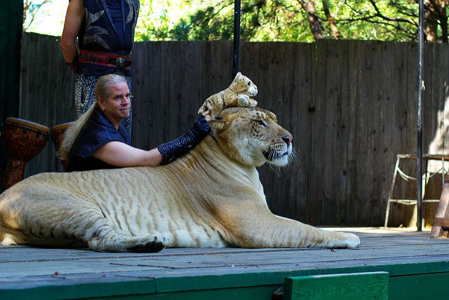 8 of the Most Controversial Animal Attractions Around the World