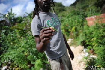 Happy 4/20: Trouver de la mauvaise herbe en Jamaïque | Oyster.com
