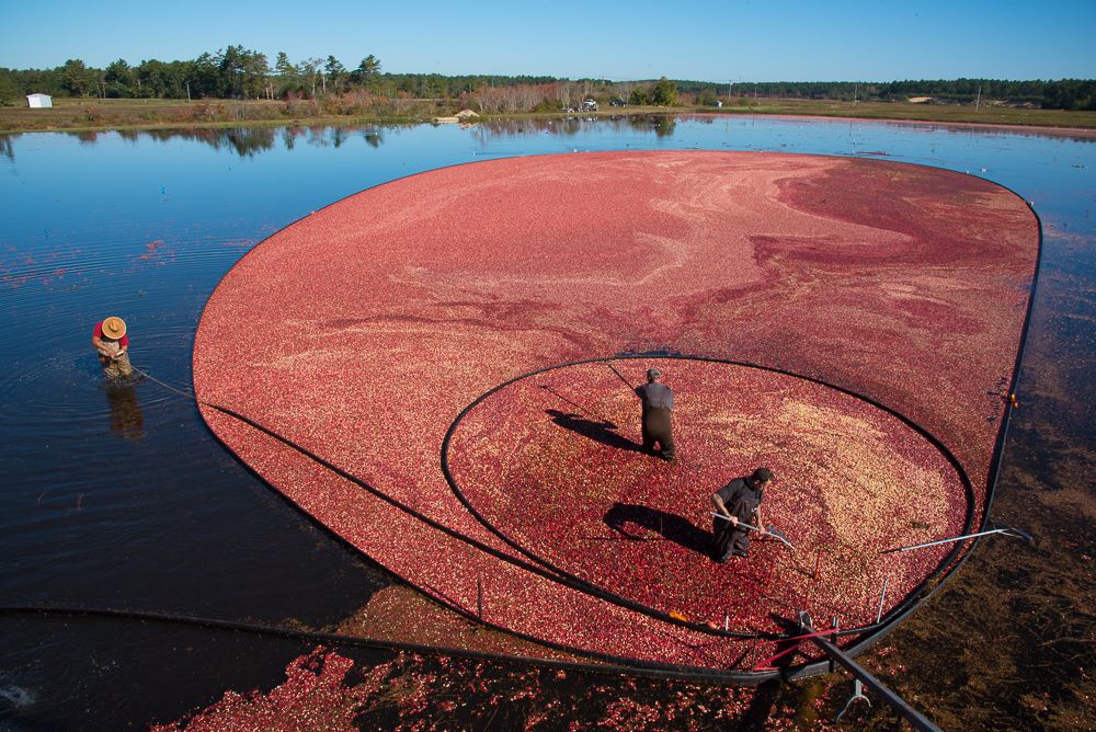 Tales From the Cranberry Bog: Inside a New England Harvest | Oyster.com