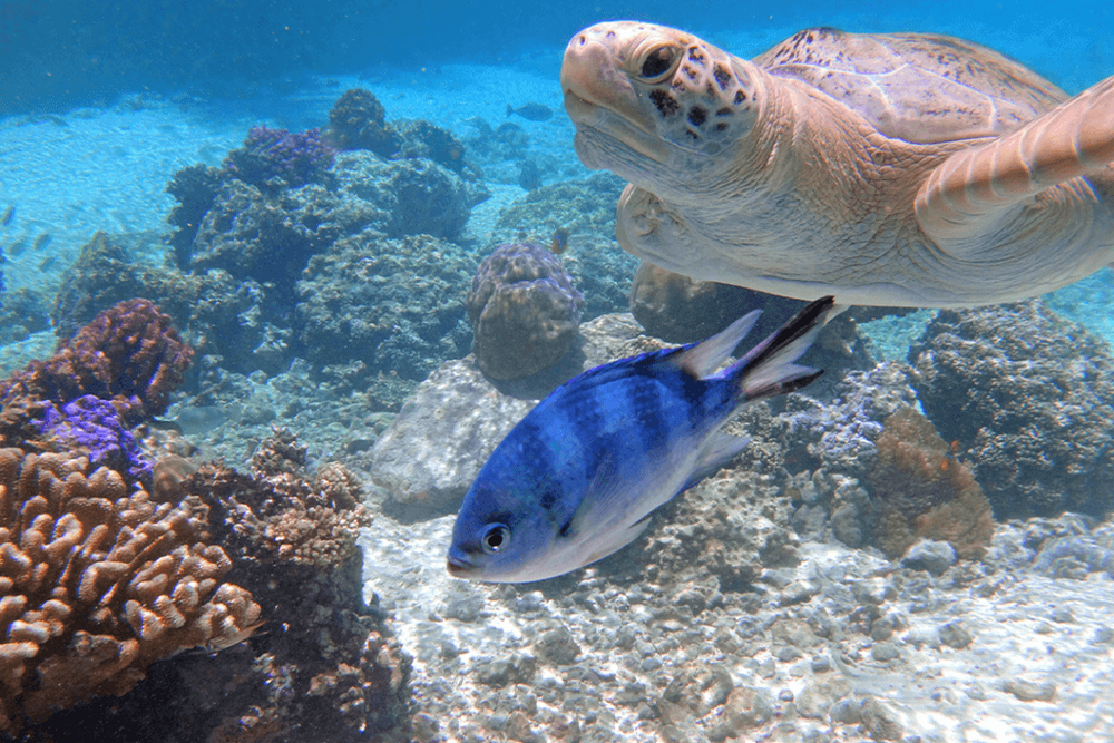 The 10 Best Things to Do in Bora Bora | Oyster.com