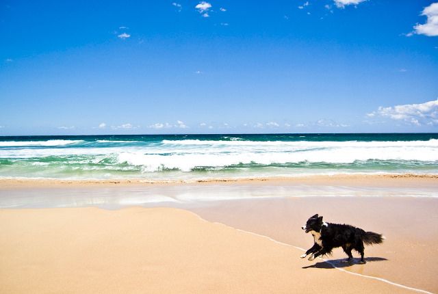 The 9 Best Dog-Friendly Beaches in Florida