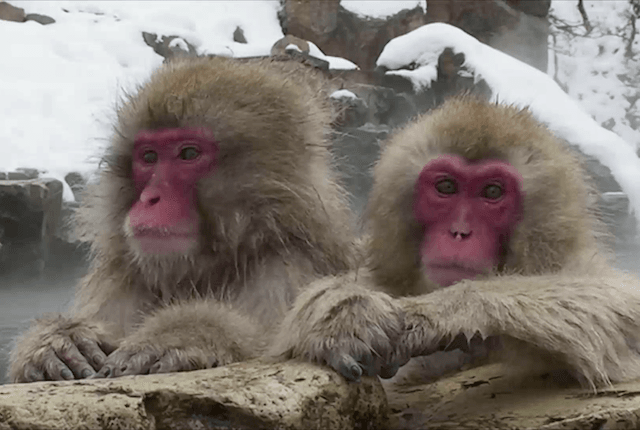 These Monkeys Soaking in a Hot Spring Will Melt Your Heart | Oyster.com