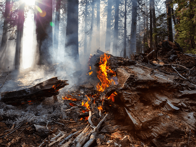 Essential Safety Tips for Your Yosemite National Park Trip | Oyster.com